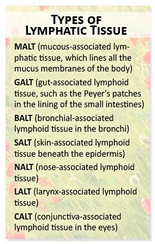 Podcast Episode 156: Lymphatic System Question + Answer Session | John ...